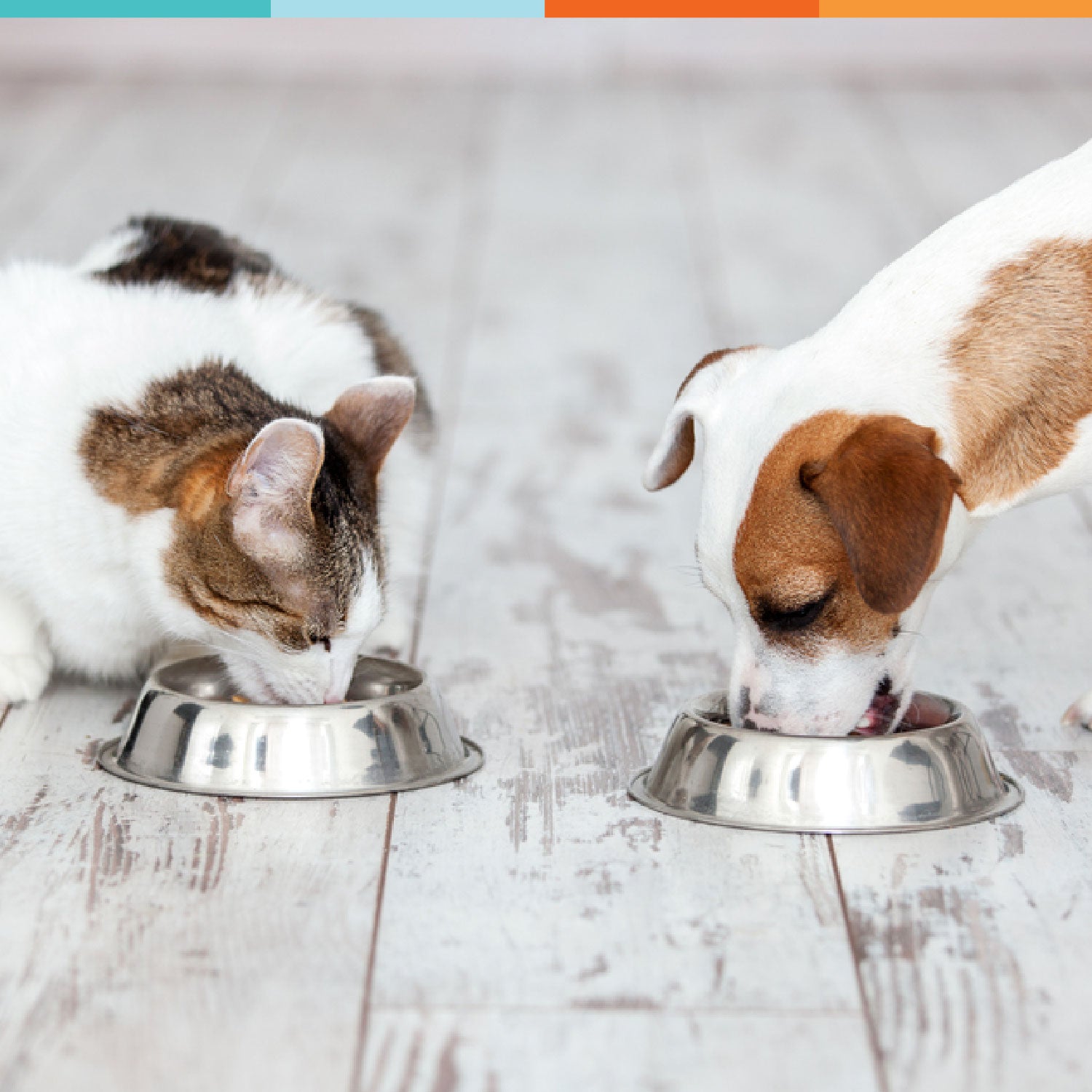 Utrin® : Natural UTI Supplement for Dogs and Cats : D-Mannose ...